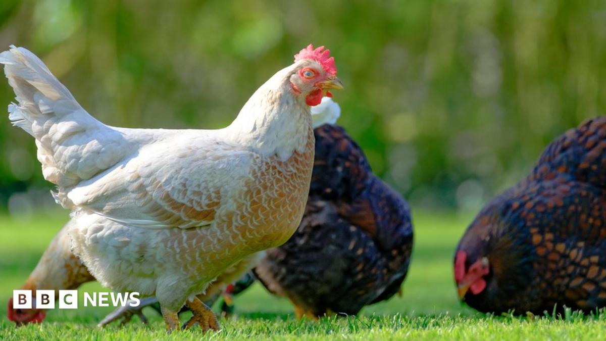 Alert as more bird flu cases found in Leicestershire - BBC News