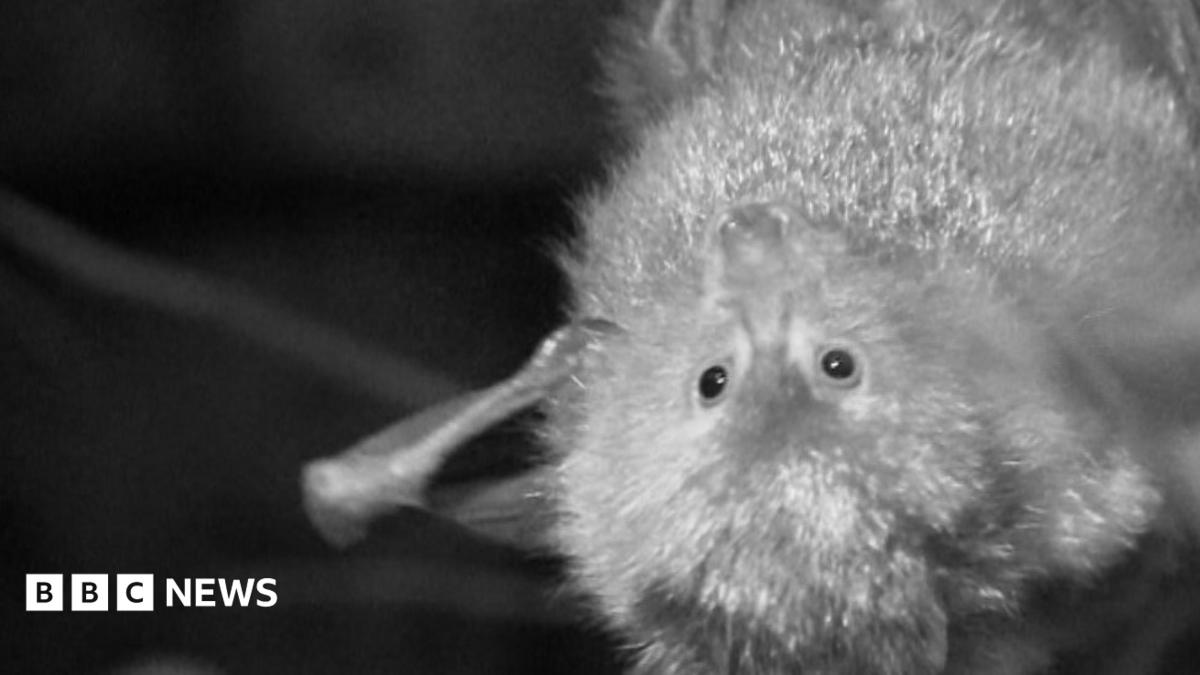 Building a bat language database for a new bat detector - BBC News