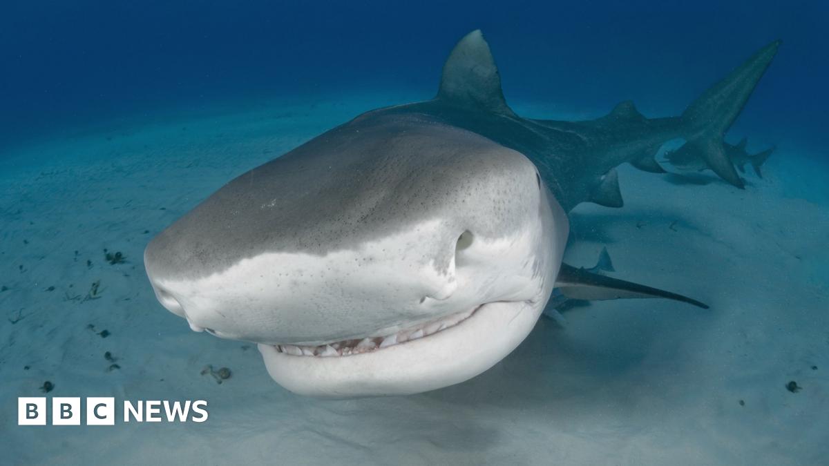 tiger fish attack human