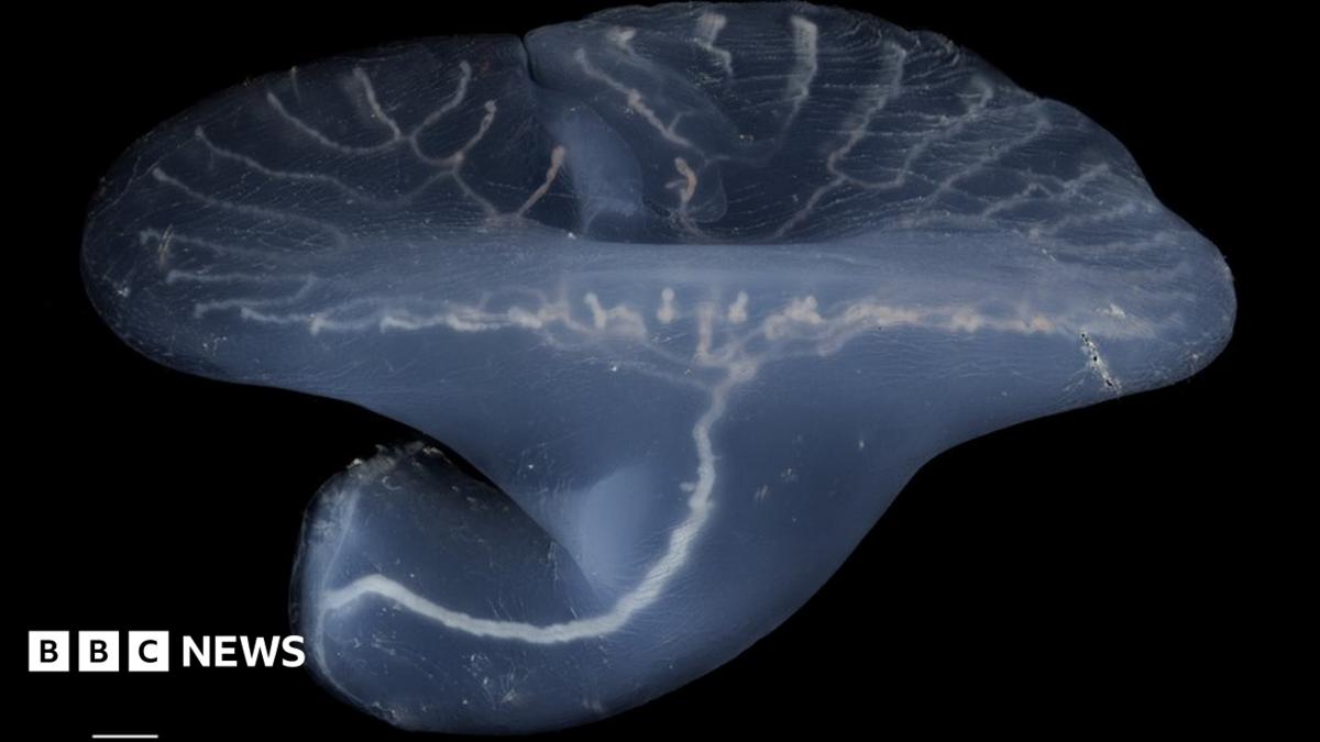 Origin of mystery deep-sea mushroom revealed - BBC News