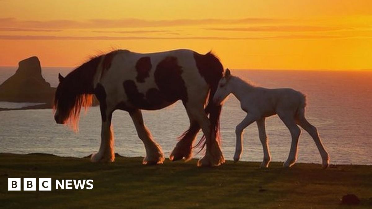 Selfie takers forced pony off cliff in Gower, farmer says - BBC News