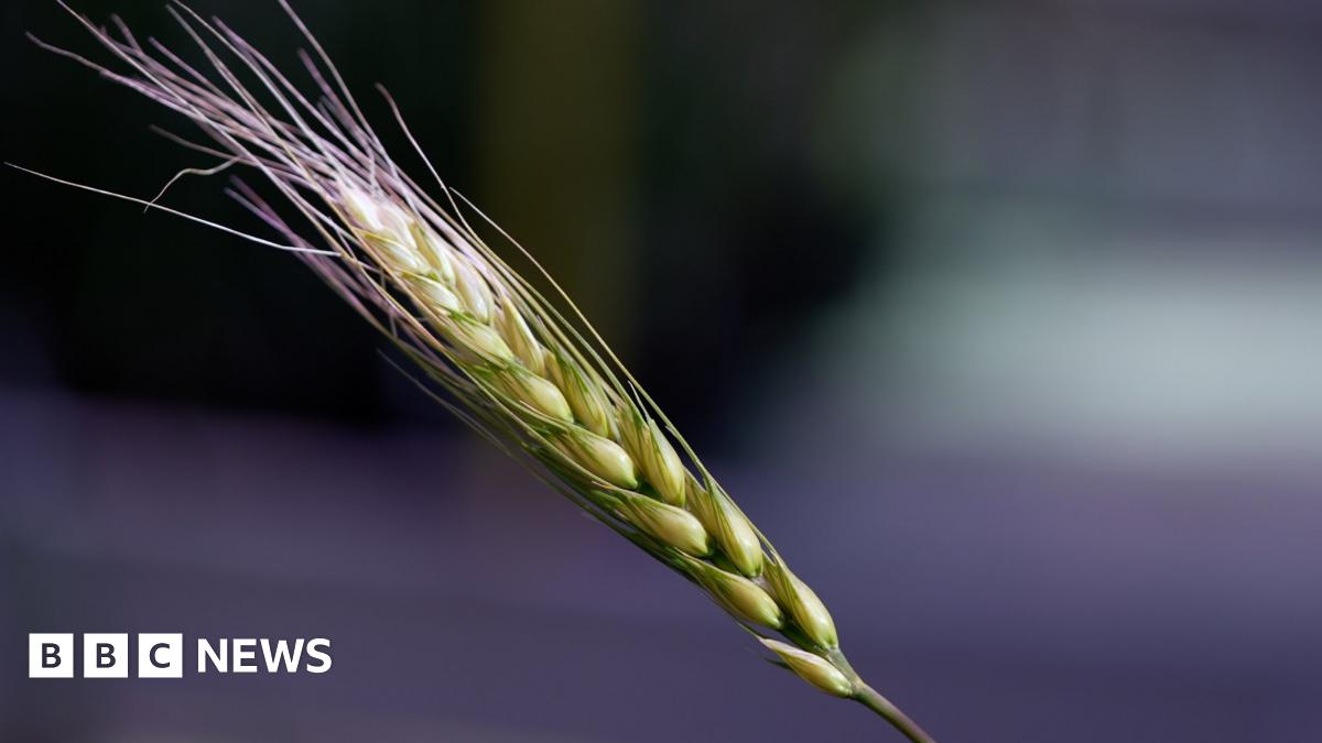 Climate change: Could centuries-old wheat help feed the planet? - BBC News