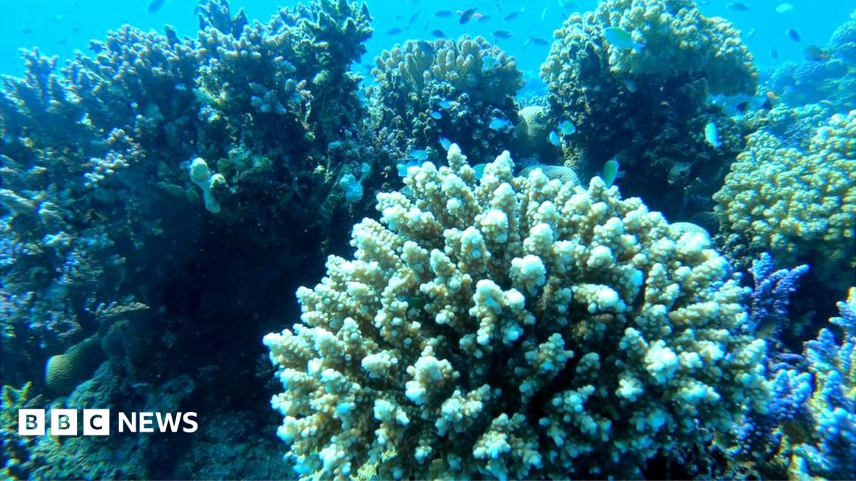 Oil pollution: Investigation reveals Egypt’s 'super coral' at risk ...
