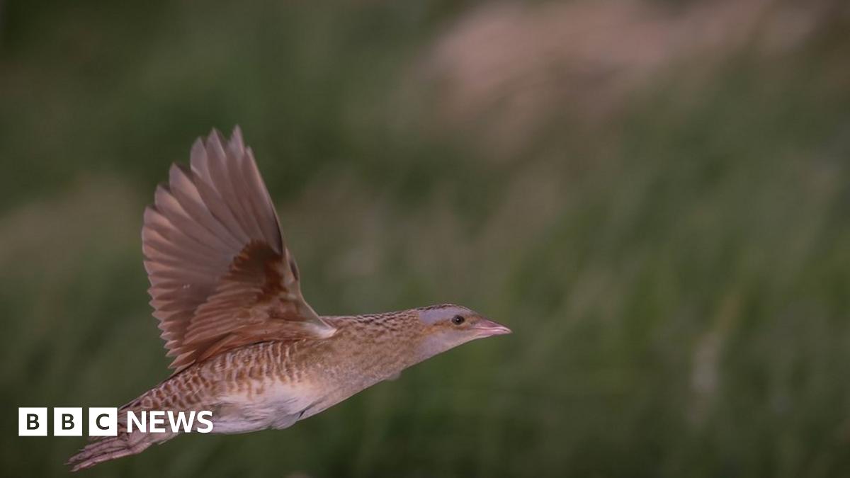Four rare male corncrake birds recorded on Rathlin Island - BBC News