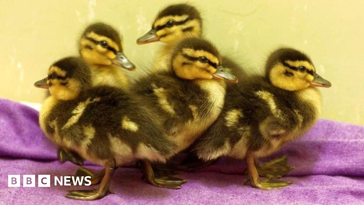 Five ducklings rescued after fall down drain - BBC News