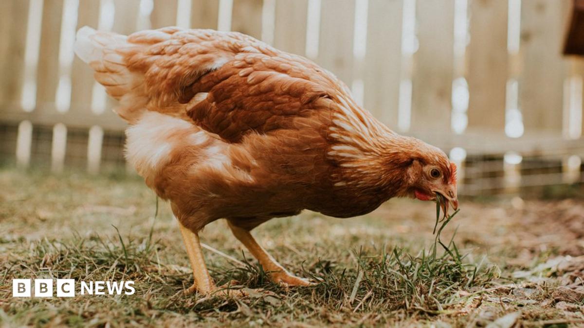 Bird flu found at commercial premises in Norfolk - BBC News