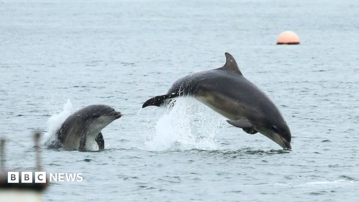 Arctic visitors in Irish waters and the dark side of dolphins - BBC News