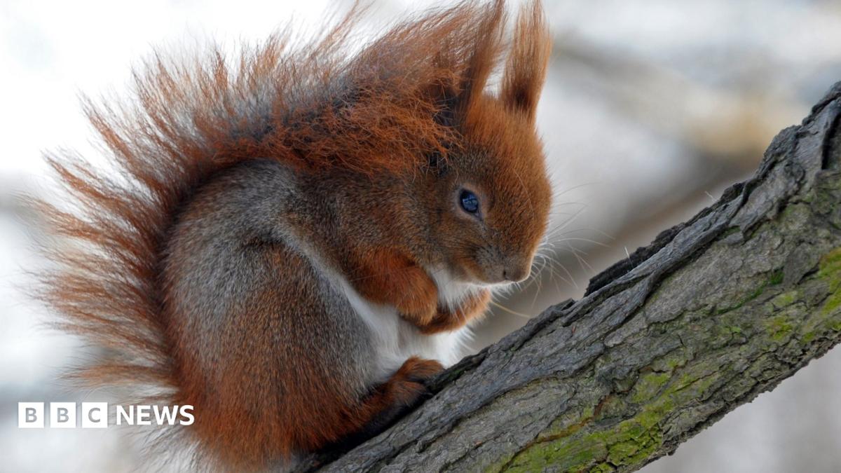 Plan to boost red squirrel numbers in Scotland - BBC News
