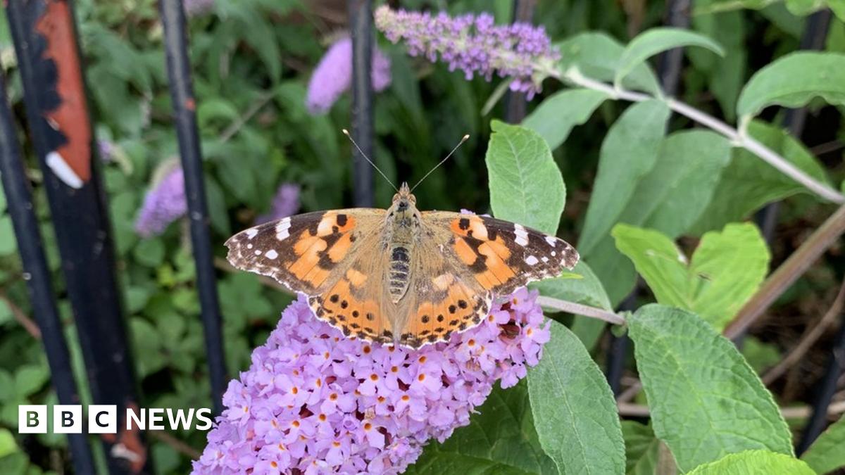 Painted lady butterflies emerge in once-a-decade phenomenon - BBC News
