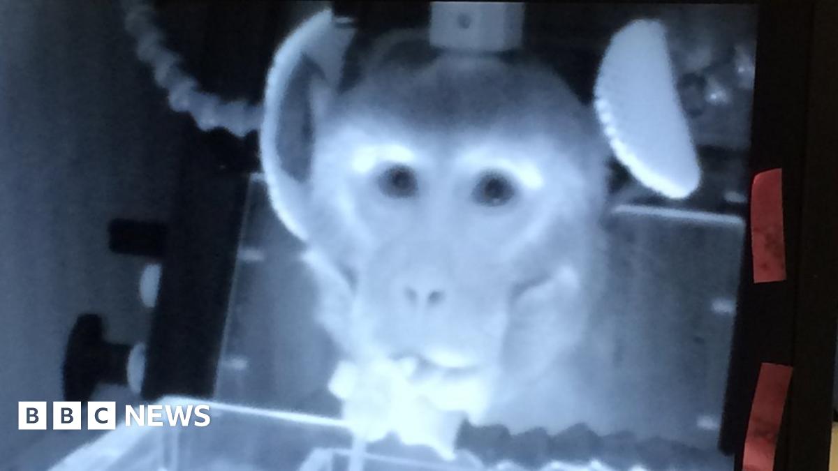 Is testing on primates still needed? - BBC News