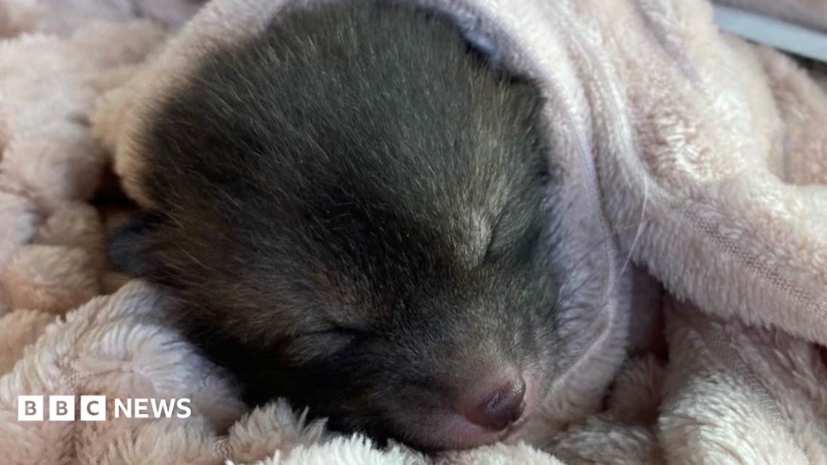 Orphaned fox cub rescued from Cumbria driveway - BBC News