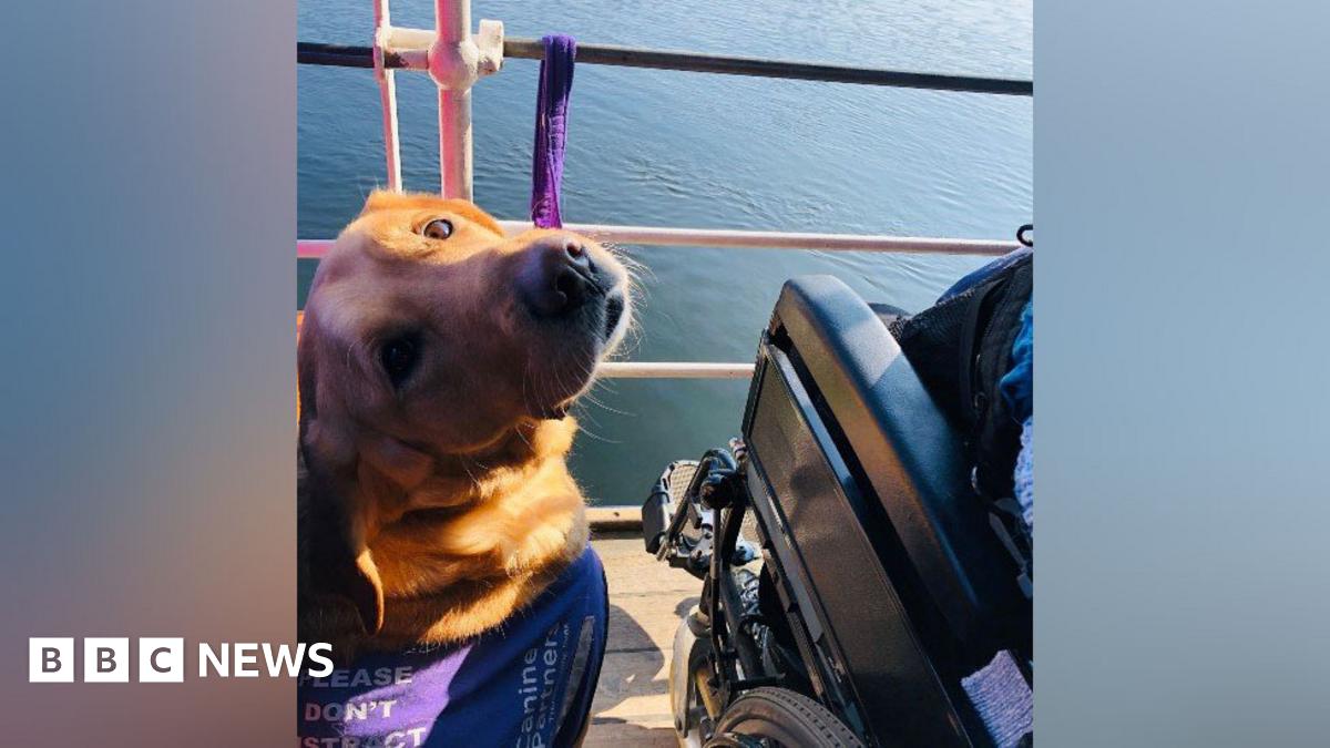 Dog helps fix Cumbrian woman's joint dislocations - BBC News