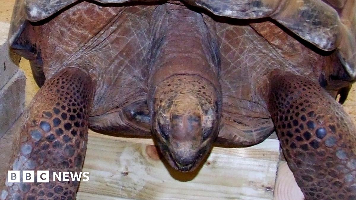 Giant tortoises prove X-ray challenge at Paignton Zoo - BBC News