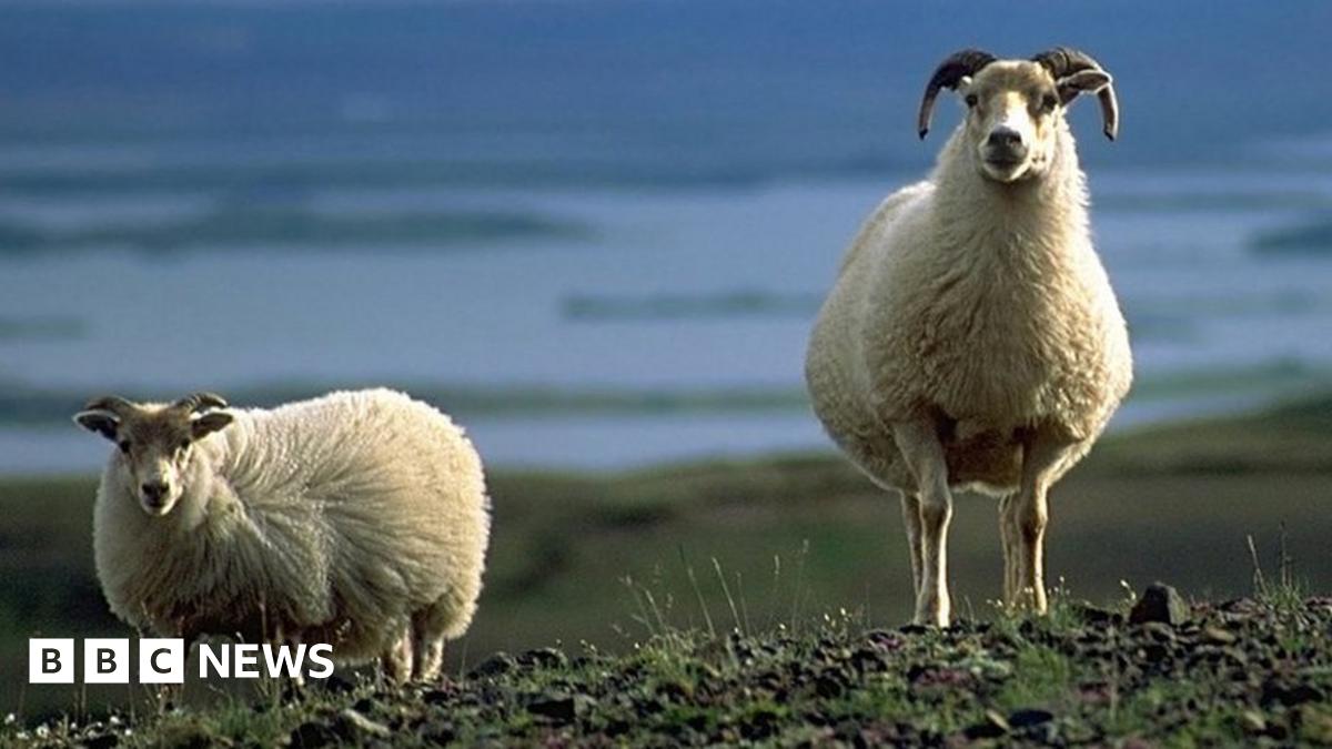 Iceland: Thousands of mysterious sheep deaths probed - BBC News