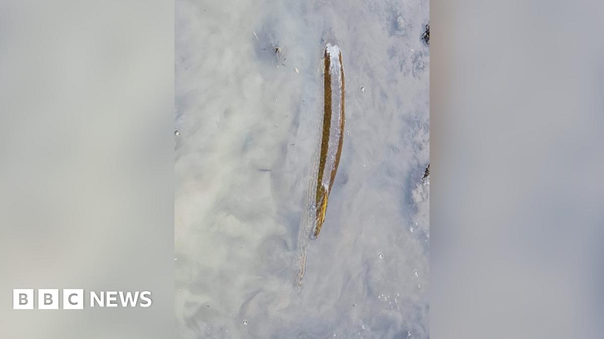 Concerns over River Tees fish stocks after barrage fault - BBC News