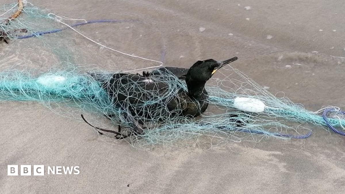 Birds caught in fishing gear die on Cornwall beach - BBC News