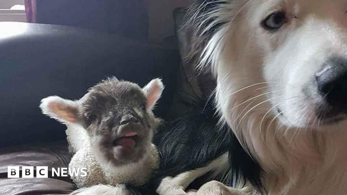 Missing Blake and Bella search goes on as £1,000 reward offered - BBC News