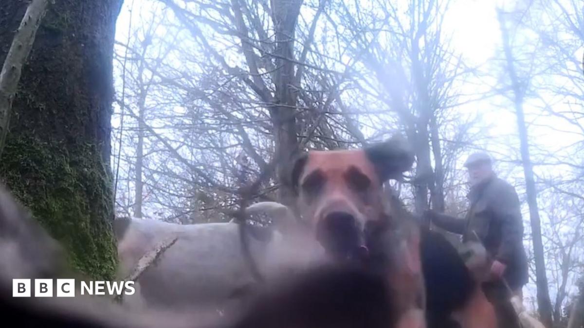 Anti-hunt group films 'captive fox chased by hounds' - BBC News
