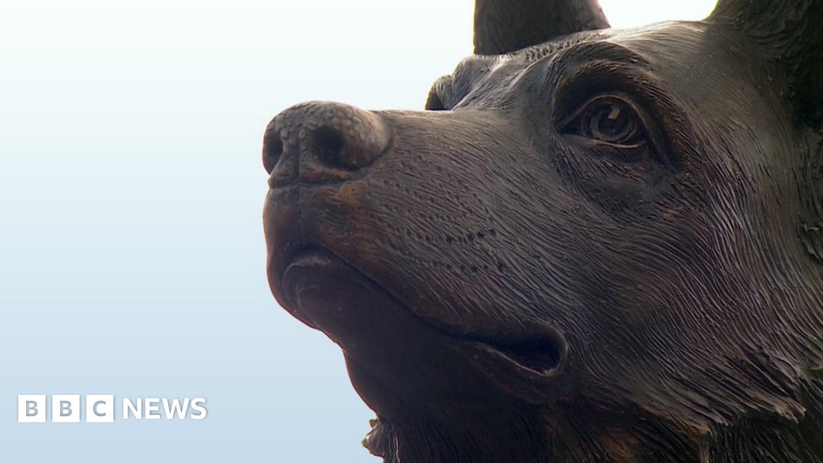 WW2 hero dog celebrated with statue in Strathaven - BBC News