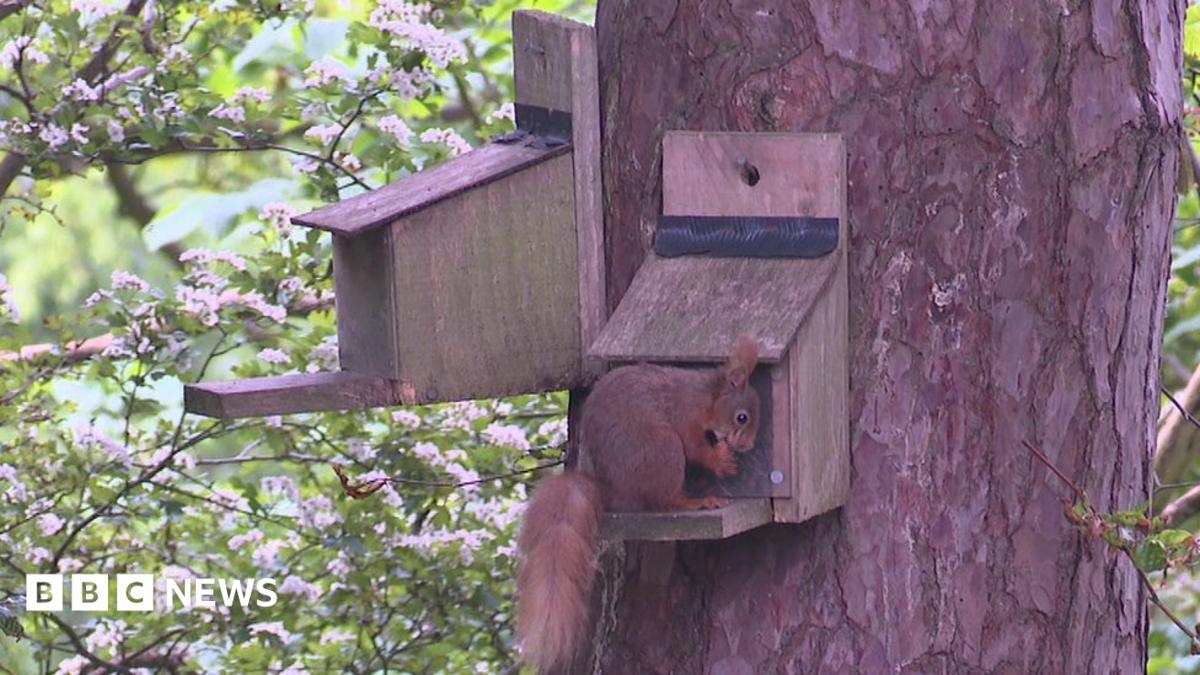 Red squirrels breeding in Carnfunnock Country Park - BBC News
