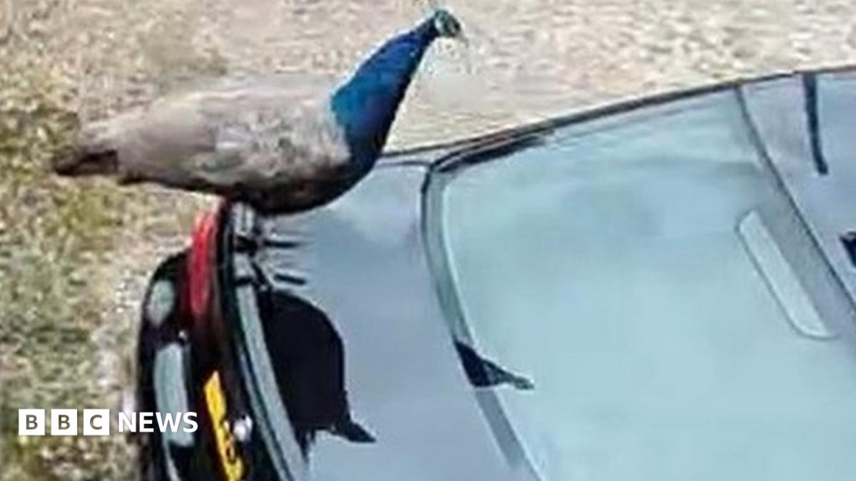 Finningley village's peacock row renewed after bird damages car - BBC News