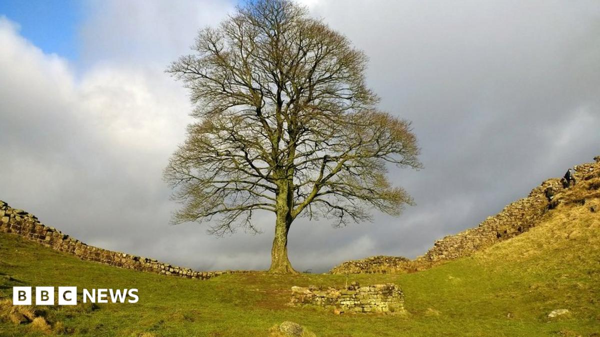 Sycamore Gap: Using legacy of Hadrian's Wall tree to save others - BBC News