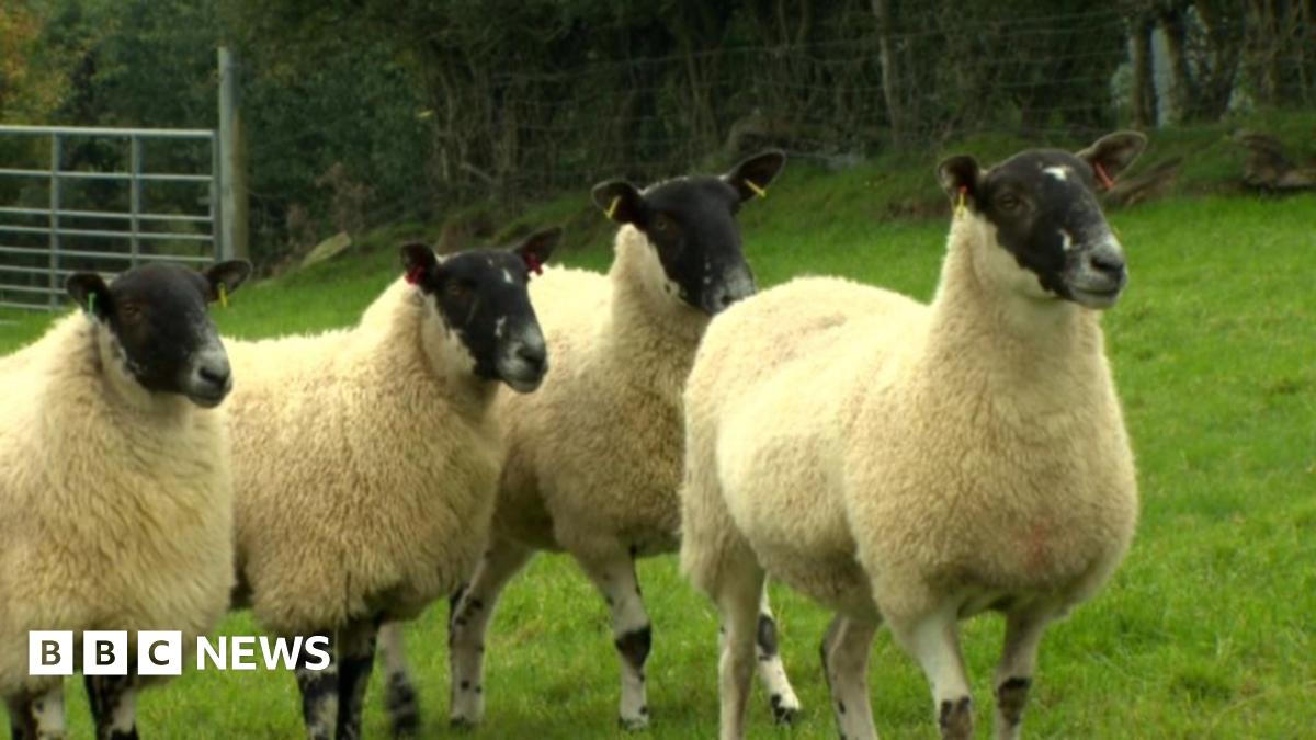 NI farms 'can expect same support' post-Brexit - Gove - BBC News