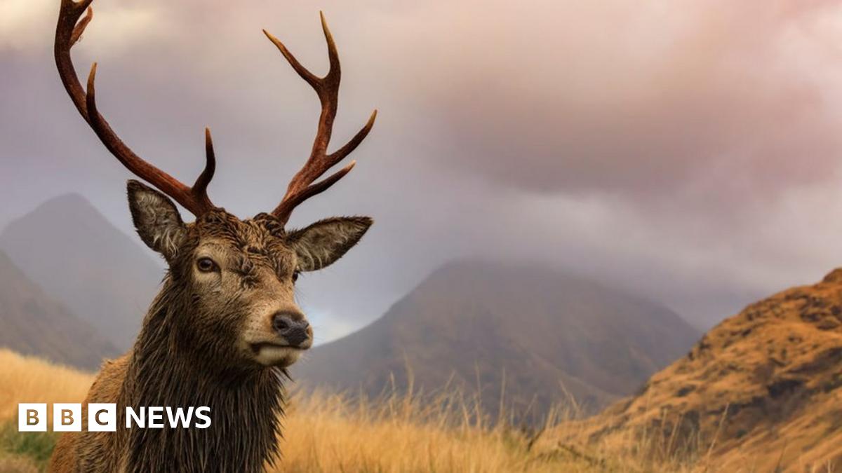 Why are large numbers of red deer being killed BBC News