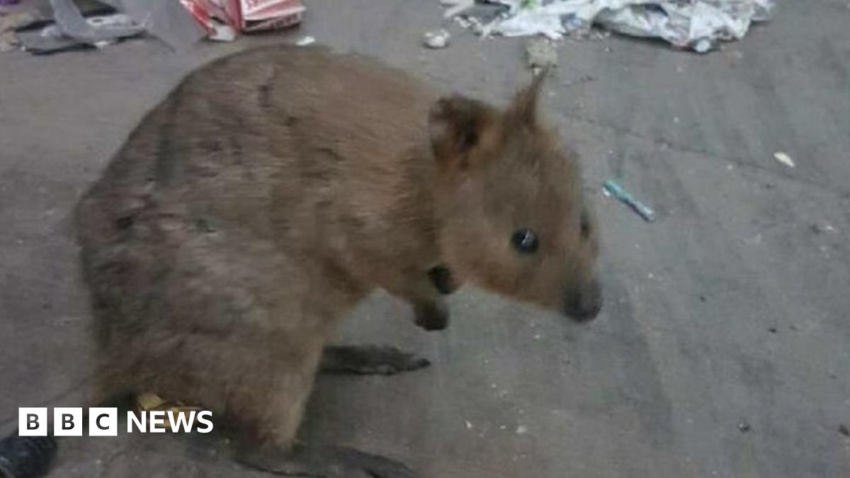 Australians search for island's runaway quokka - BBC News