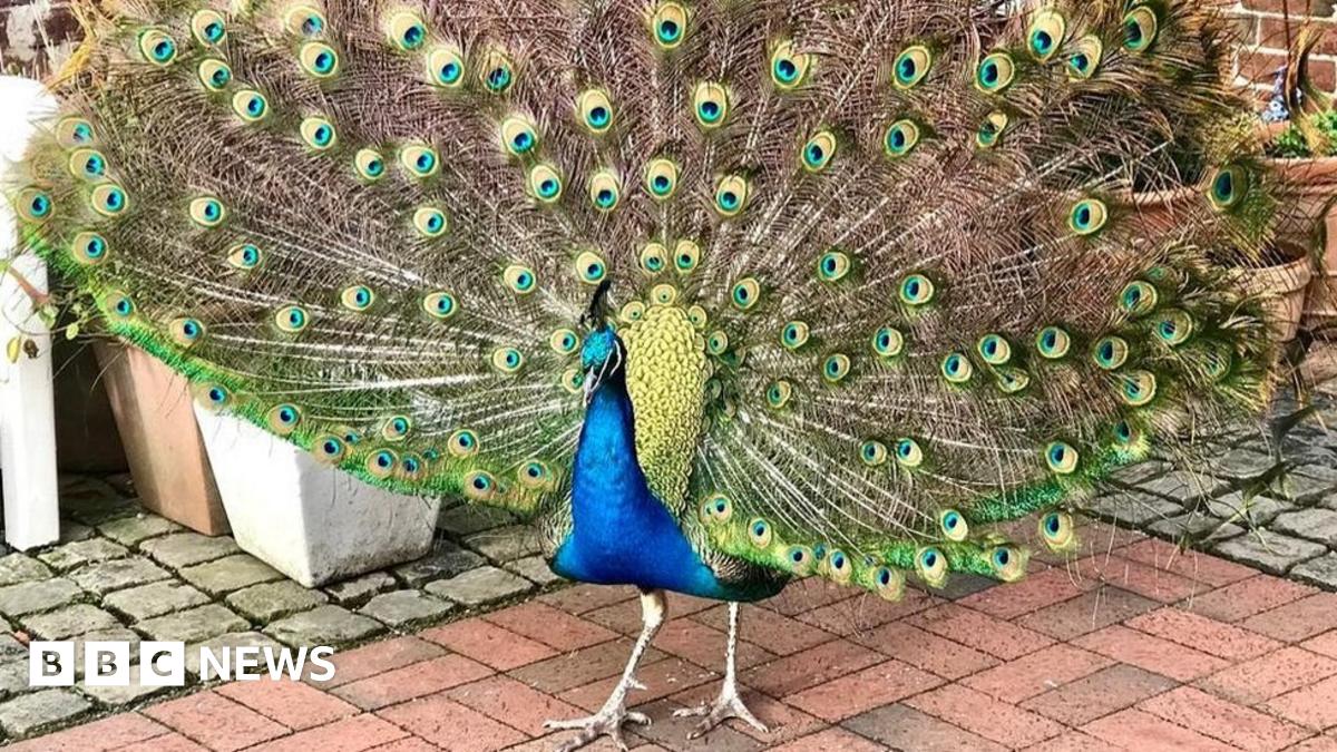 Car park ban for peacock which 'trashed' BMW - BBC News