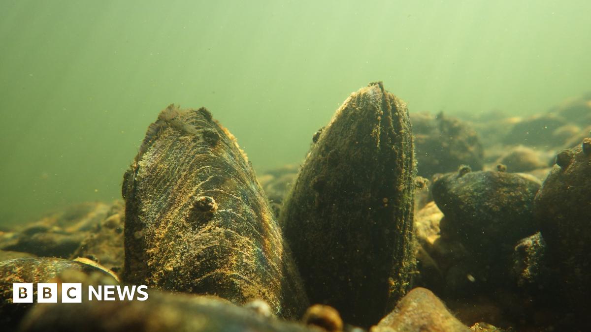 Cumbrian freshwater mussels reproduce for first time in 13 years - BBC News