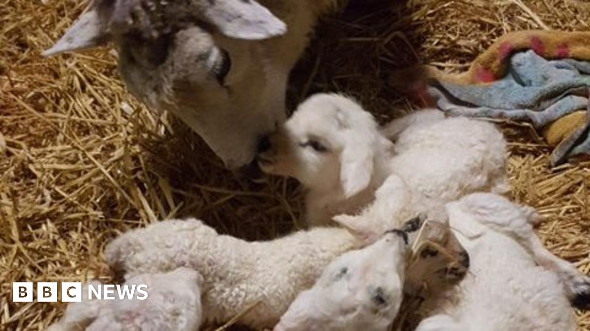 North Uist crofter's surprise at ewe's five lambs - BBC News
