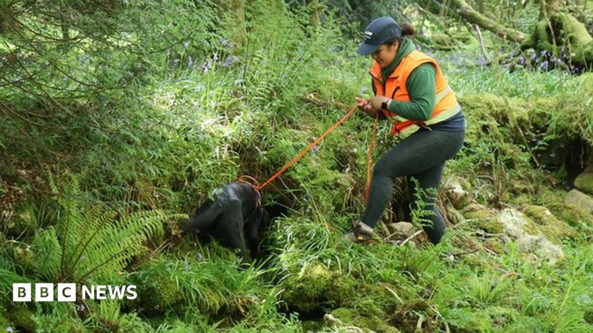 Specially-trained dogs sniff out invasive crayfish - BBC News