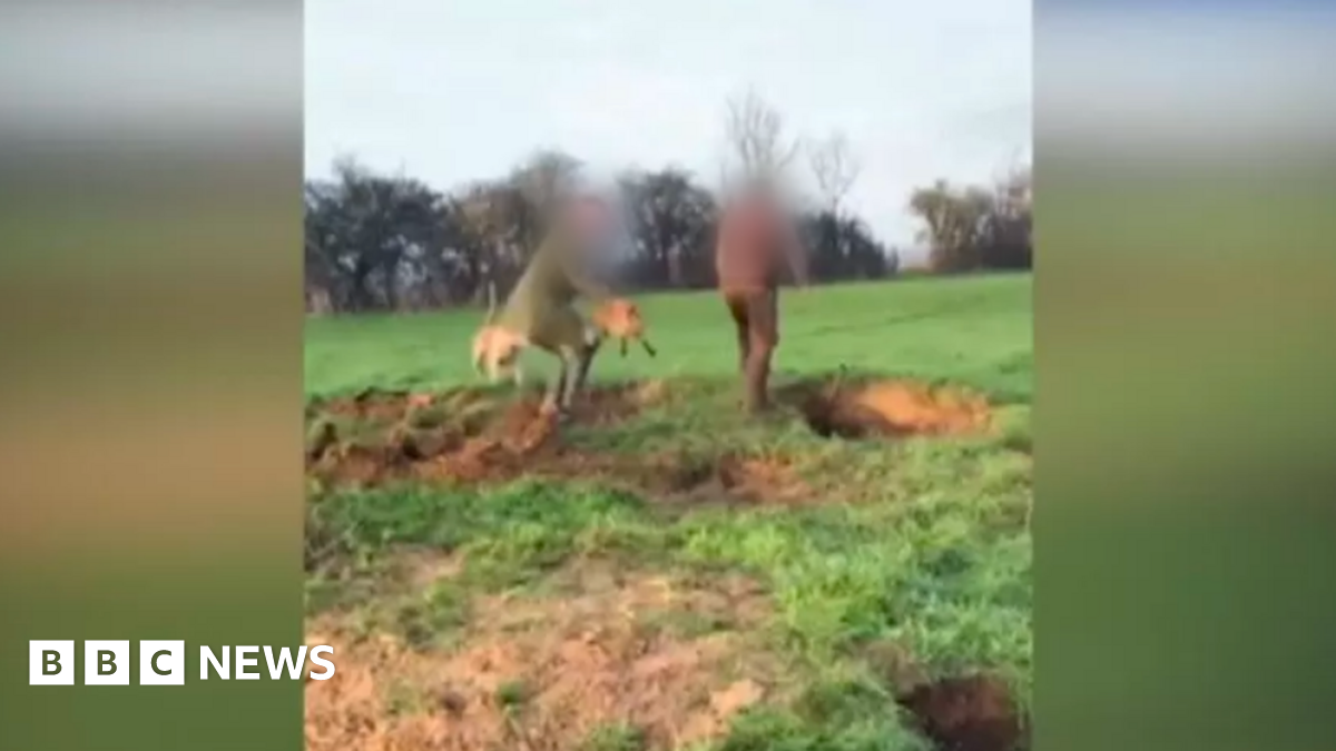 Wiltshire: Two more people arrested after hunt video's release - BBC News