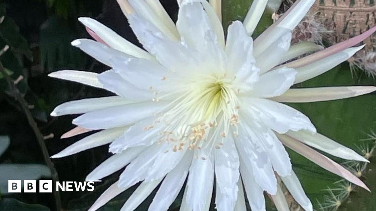 Rare moonflower set to bloom again in Cambridge - BBC News