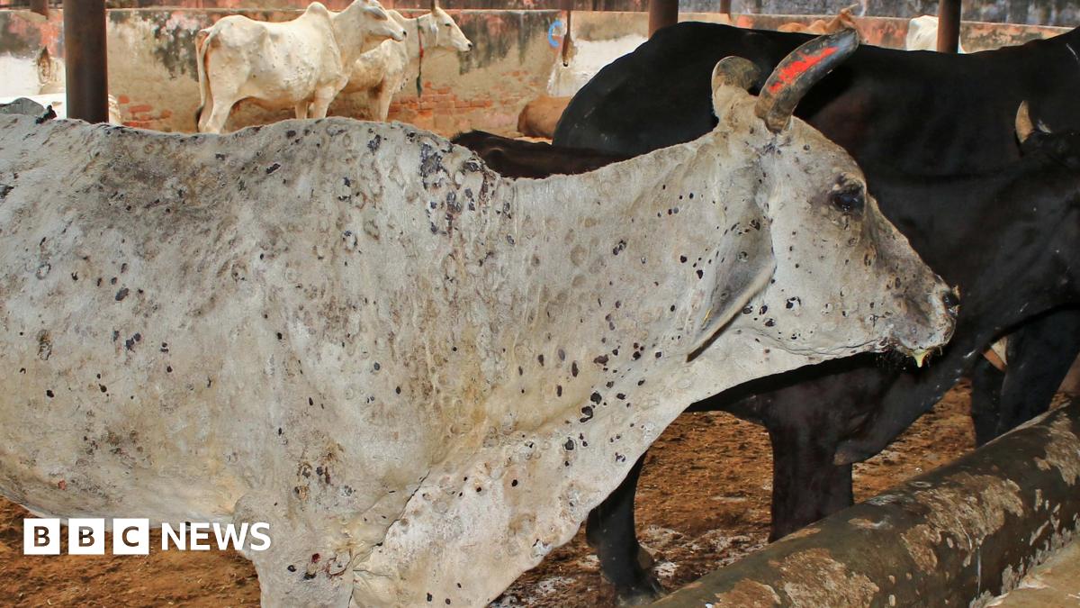 Lumpy skin disease: Viral cattle disease sends rumours flying in India ...