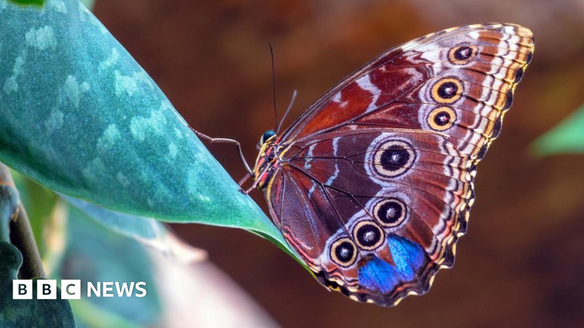 DNA project to decode 'all complex life' on Earth - BBC News