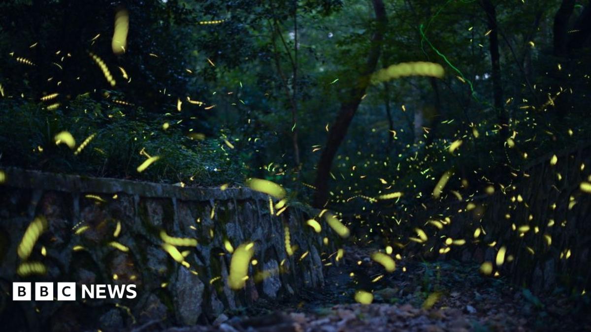Fireflies face extinction risk - and tourists are partly to blame - BBC ...