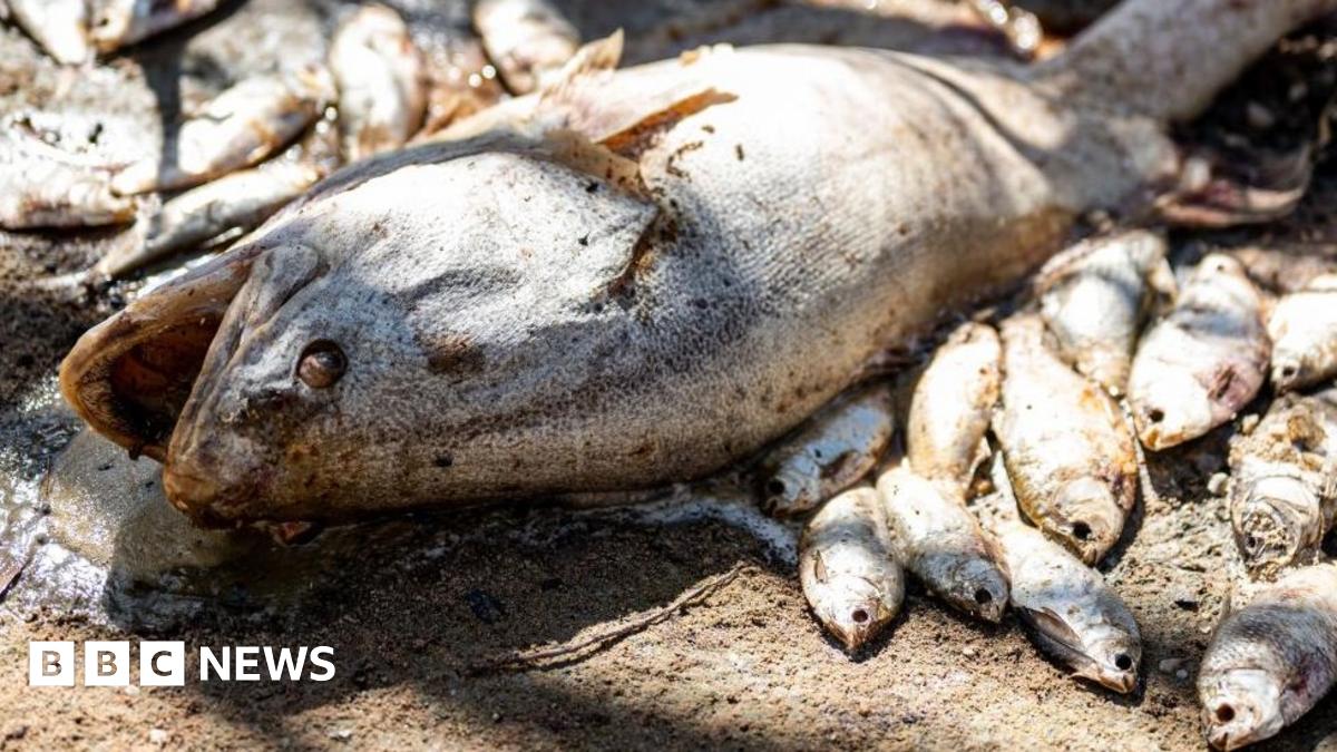 Menindee: Australia begins mass fish death clean-up - BBC News