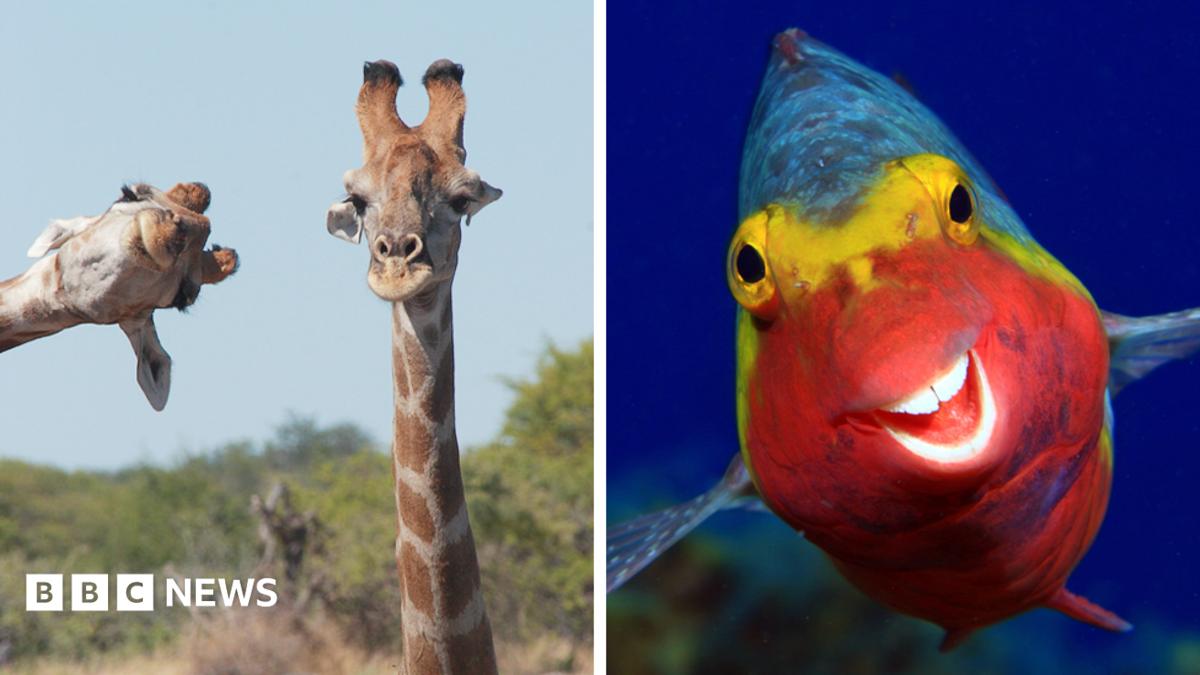 Comedy Wildlife Photography Awards 2020 finalists revealed - BBC News