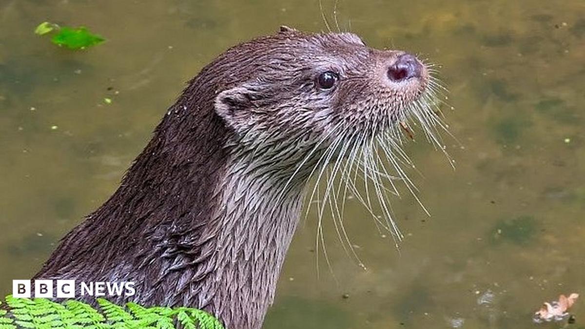 Otter statue could be centrepiece of new Swindon village - BBC News