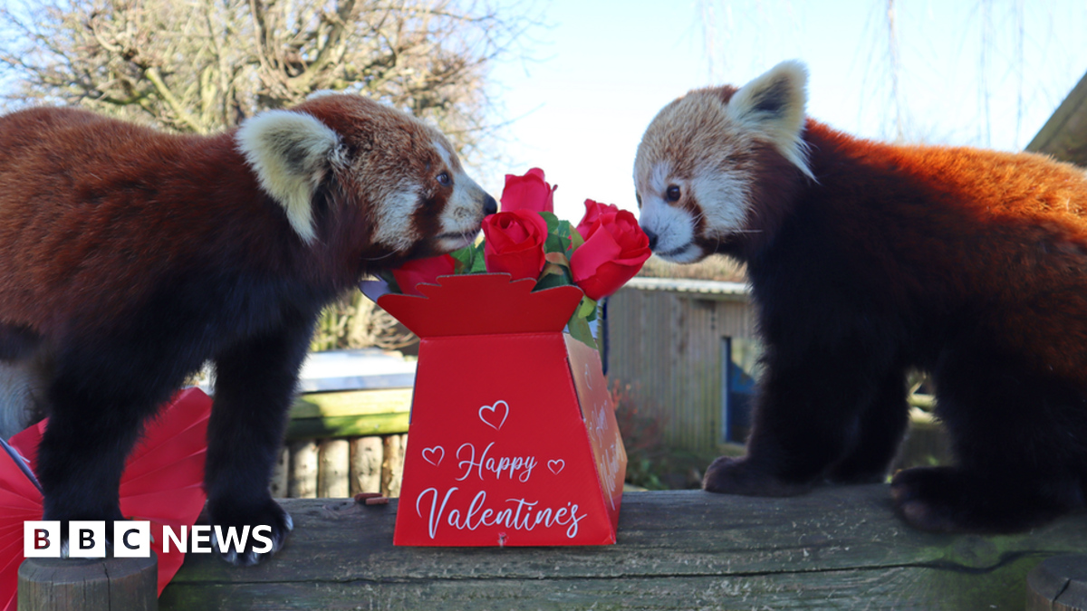 Valentine's Day: Zoo organises date for endangered animals - BBC News