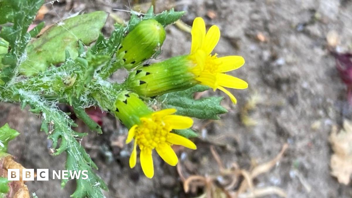 Rare York groundsel flower brought back from extinction - BBC News