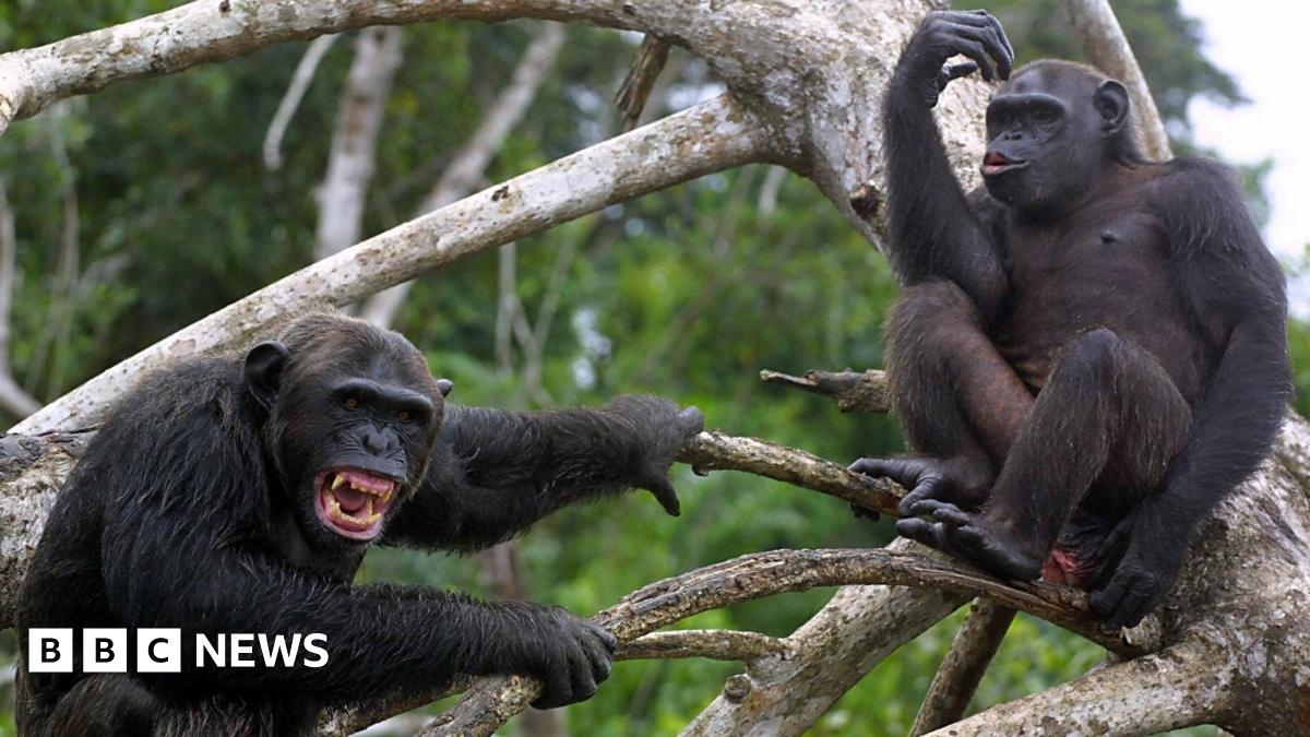 Chimps' strength secrets explained - BBC News