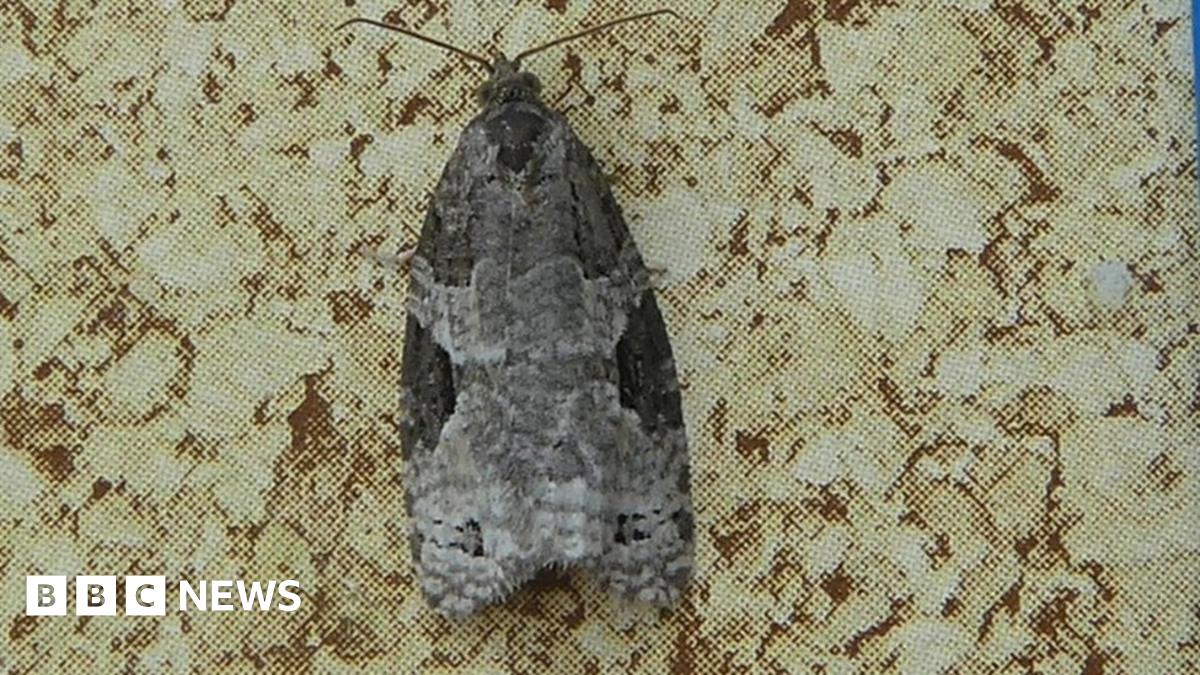 Tiny moth turns up near Selkirk 42 years after last UK sighting - BBC News