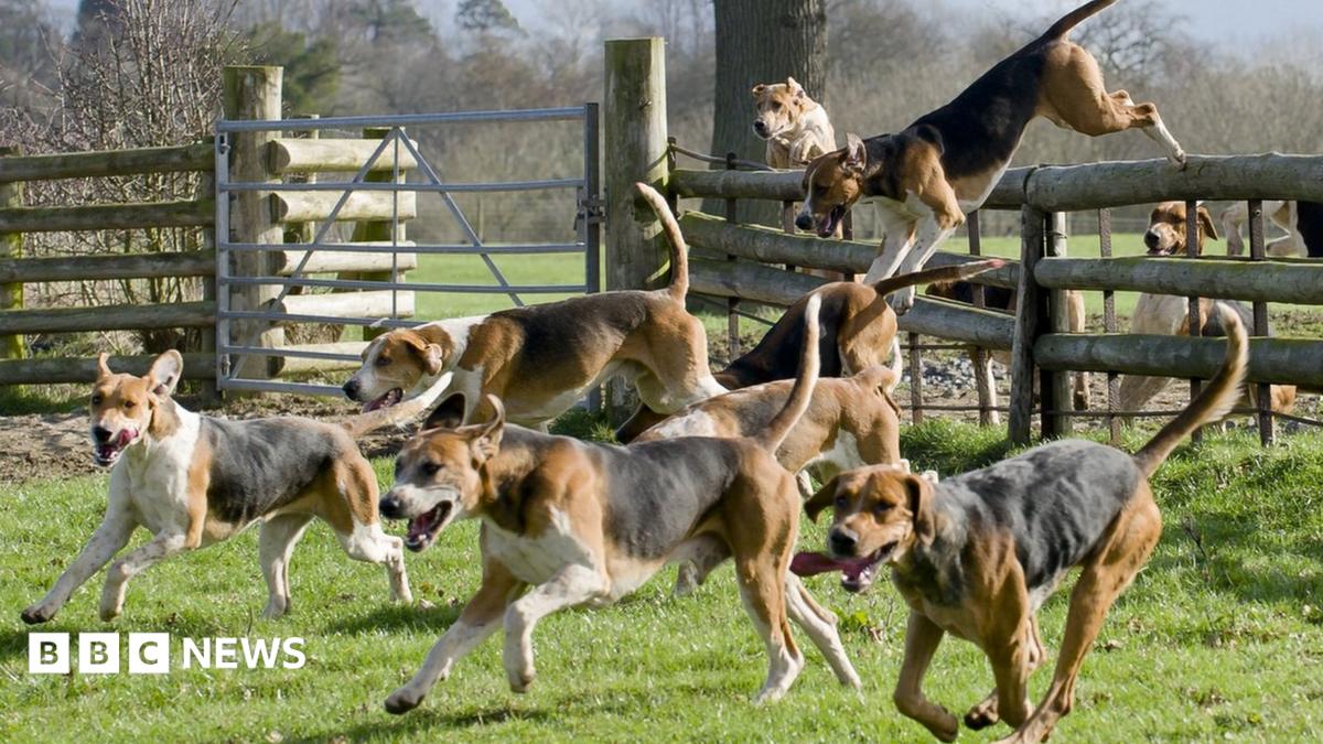 Hunting with dogs: Campaign groups call for a ban in NI - BBC News