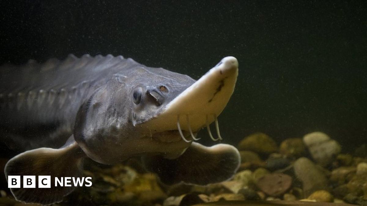 Man photographs 'all' UK freshwater fish species - BBC News