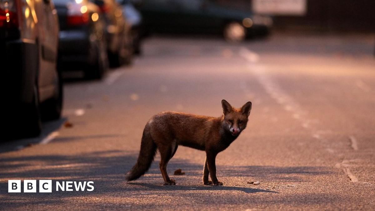 Are humans driving evolution in animals? - BBC News