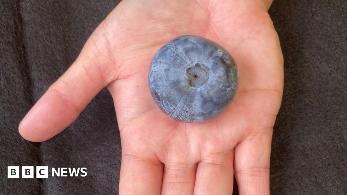 Australian farm grows world's biggest blueberry - BBC News