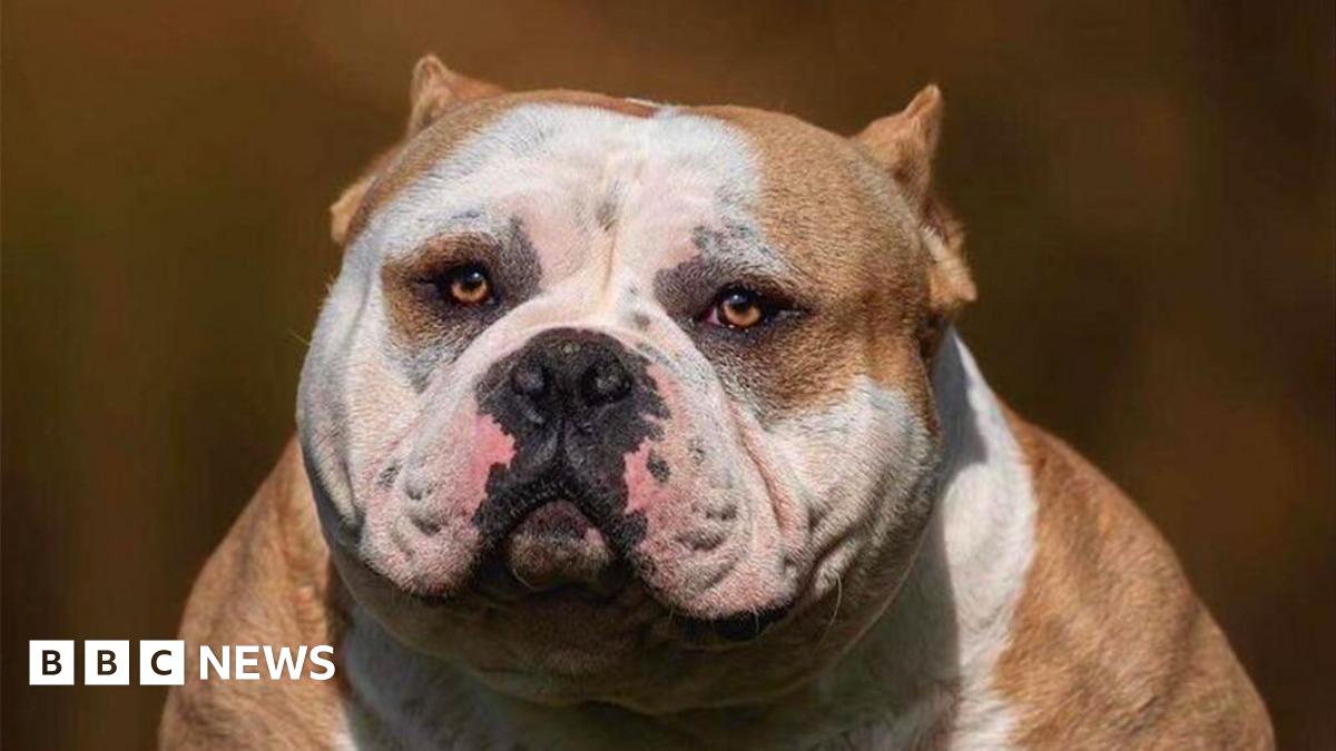 Inside the world of organised crime and extreme dog breeding - BBC News